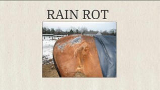 rain rot at emaze Presentation