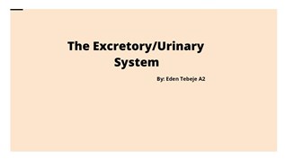 The ExcretoryUrinary System at emaze Presentation