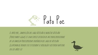 Pato Poc at emaze Presentation