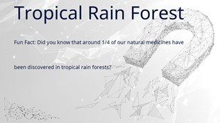 Tropical Rainforest at emaze Presentation