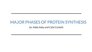 MAJOR PHASES OF PROTEIN SYNTHESIS at emaze Presentation