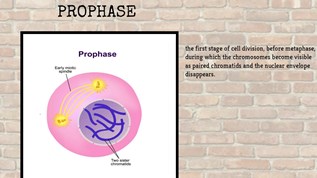 Prophase on emaze