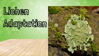 Lichen Adaptation at emaze Presentation