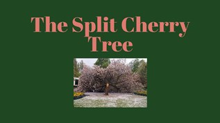 The Split Cherry Tree at emaze Presentation