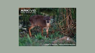Animals in Equatorial Guinea at emaze Presentation