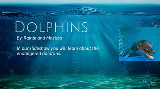 dolphins at emaze Presentation