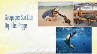 Galapagos Sea Lion at emaze Presentation