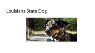 Louisiana State Dog at emaze Presentation