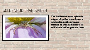 Goldenrod crab spider at emaze Presentation