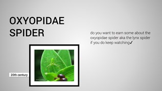 oxyopidae spider at emaze Presentation