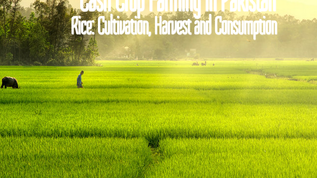 Rice Cultivation in Pakistan at emaze Presentation