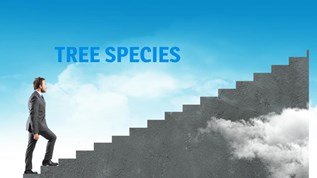 tree species at emaze Presentation