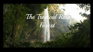 Tropical Rain Forest at emaze Presentation