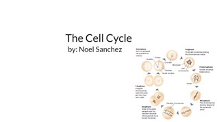 The Cell Cycle at emaze Presentation