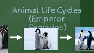 Animal Life Cycles (Penguins) at emaze Presentation
