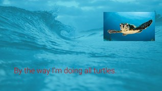 All About Turtles at emaze Presentation