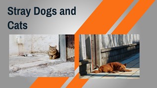 Stray Dogs and Cats at emaze Presentation