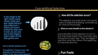 Corn Artificial Selection on emaze