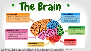 the brain copy1 at emaze Presentation
