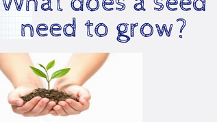 Seed needs at emaze Presentation