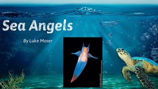 Sea Angles at emaze Presentation