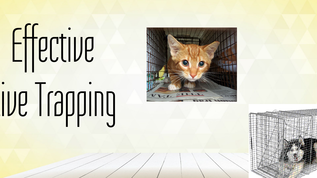 Effective Live Trapping at emaze Presentation