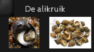 alikruiken at emaze Presentation