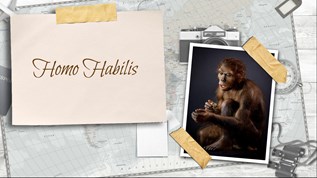 Homo habilis on emaze