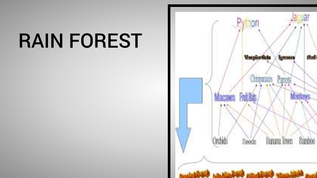 Rainforest at emaze Presentation