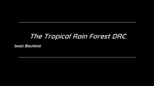 Tropical rain forest at emaze Presentation