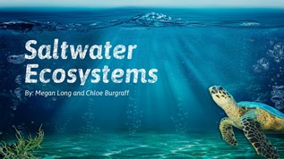 Saltwater Ecosystem at emaze Presentation