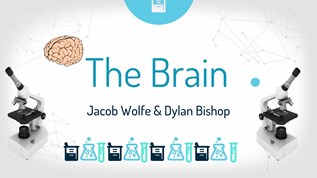 The Brain at emaze Presentation