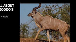 koodoos at emaze Presentation