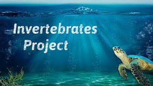 Invertebrates Project at emaze Presentation