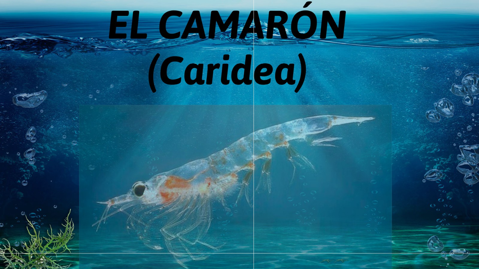 el camaron at emaze Presentation