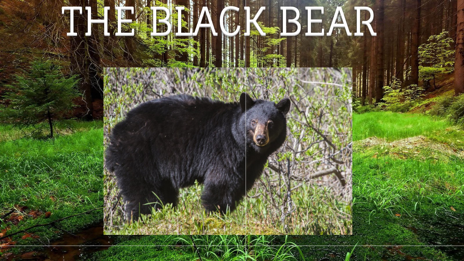 The black bear at emaze Presentation