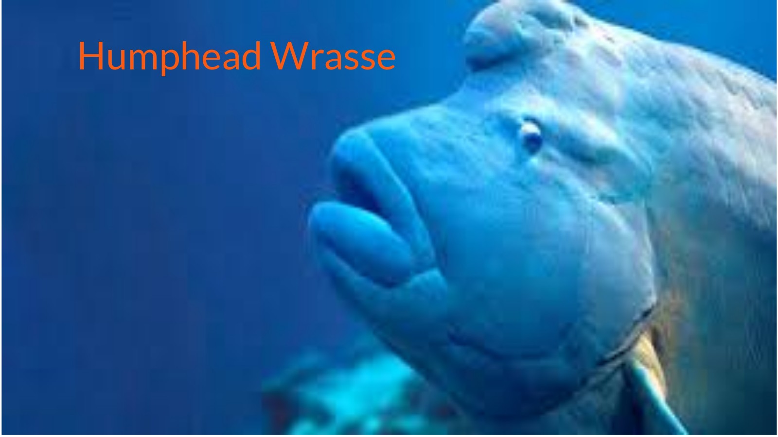 Humphead Wrasse at emaze Presentation