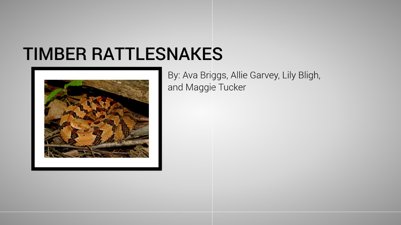 Timber Rattlesnakes at emaze Presentation