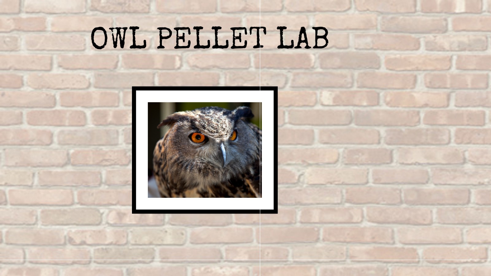 Owl Pellets at emaze Presentation