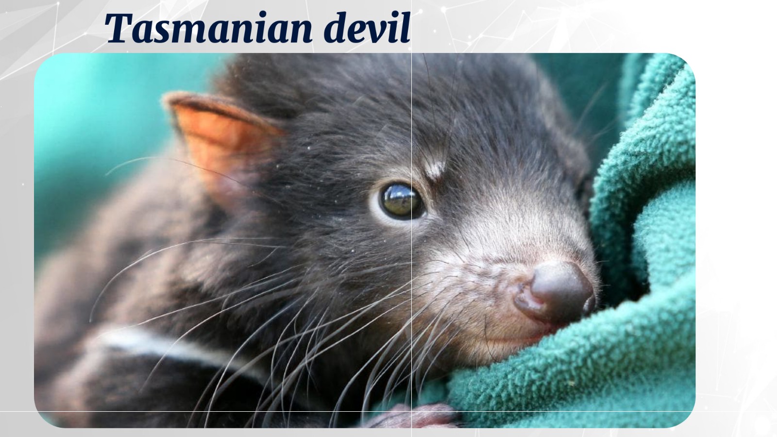 Tasmainian devil at emaze Presentation