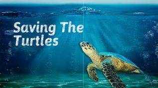 Saving The Turtles! at emaze Presentation