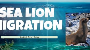 SEA LION at emaze Presentation