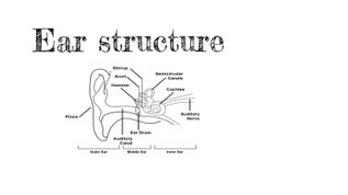 Ear structure at emaze Presentation