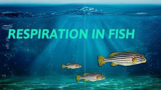 RESPIRATION IN FISH at emaze Presentation