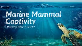 Marine Mammal Captivity at emaze Presentation