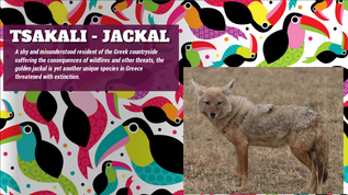 Tsakali - Jackal at emaze Presentation
