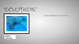 Dolphins at emaze Presentation