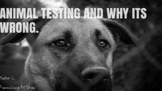 Animal testing and why its wrong. at emaze Presentation