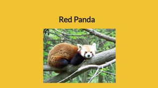 Red Panda Animal Classification at emaze Presentation
