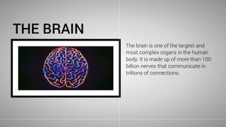 THe brain at emaze Presentation